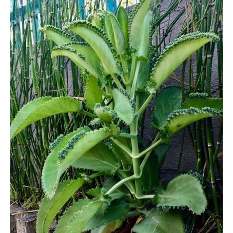 MIRACLE PLANT/MOTHER OF MILLIONS /MOTHER OF THOUSANDS /LIVE PLANT ...