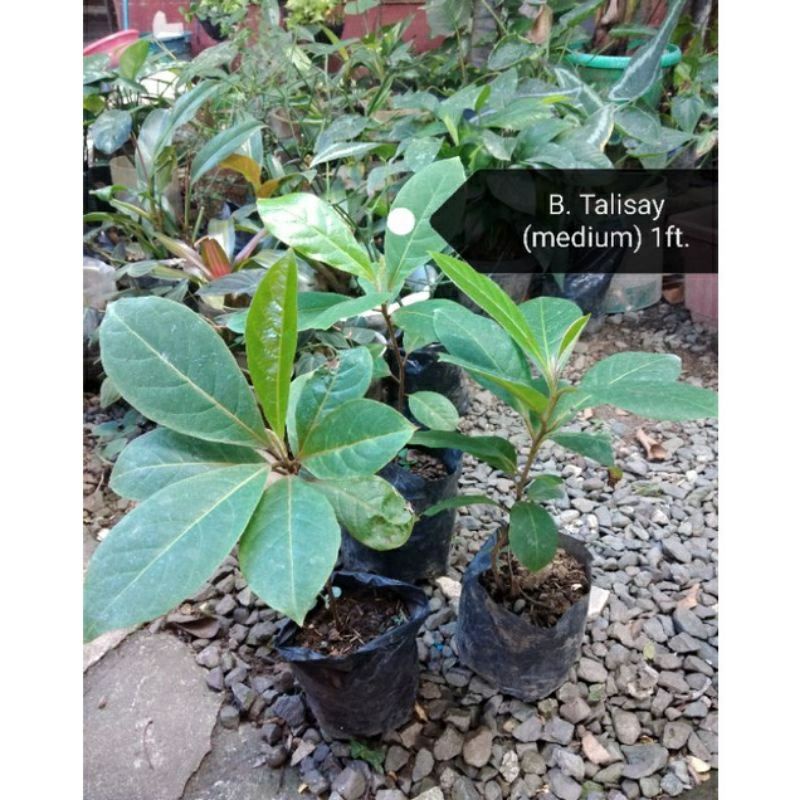 INDIAN ALMOND TREE SEEDLING | Shopee Philippines