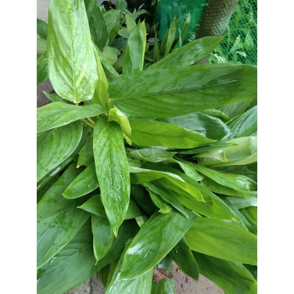 Arrowroot/Uraro Plant (One stem only) | Shopee Philippines