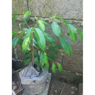 Varigated Ficus o Balete Plant for Landscaping buhay na 100% (Legit ...