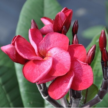 Big Petal Red Yellow Center Color Kalachuchi Seeds, Plumeria Seeds ...