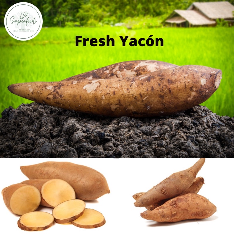 Yacon/Yakon/Yakun /Peruvian ground apple/Snow Lotus Available On-hand ...