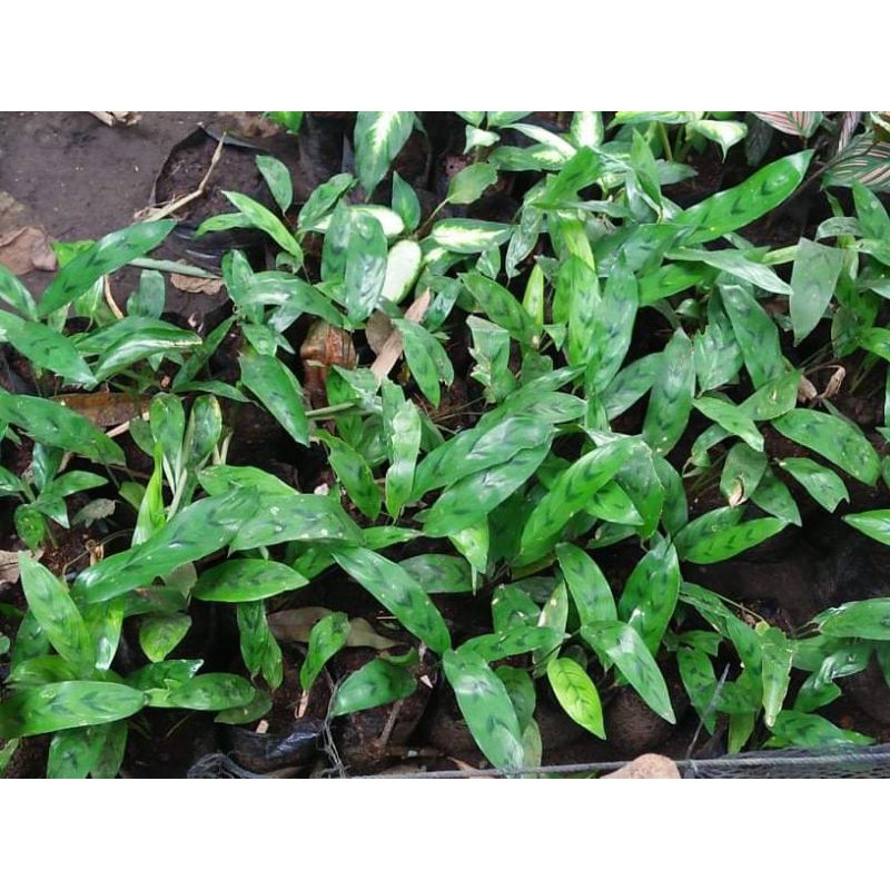 Calathea Repens (small) | Shopee Philippines