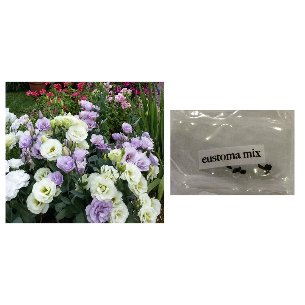 Eustoma lisianthus white pink purple fuchsia mix flower plant seeds ...
