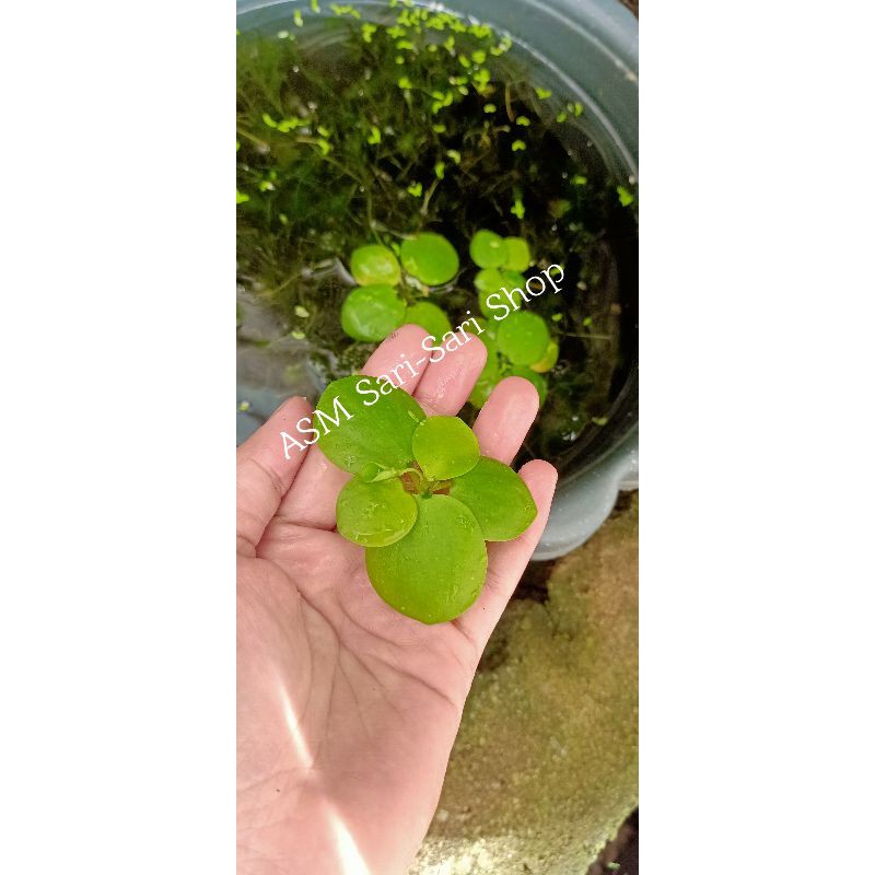 Frogbits Floating Aquatic Plant Frogbit | Shopee Philippines