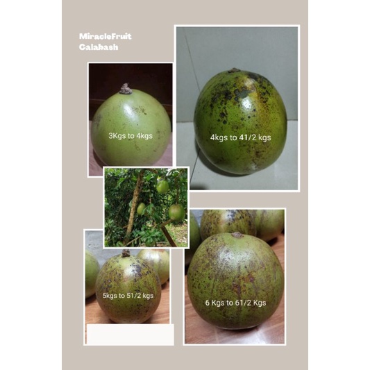 Calabash/Miracle Fruit | Shopee Philippines