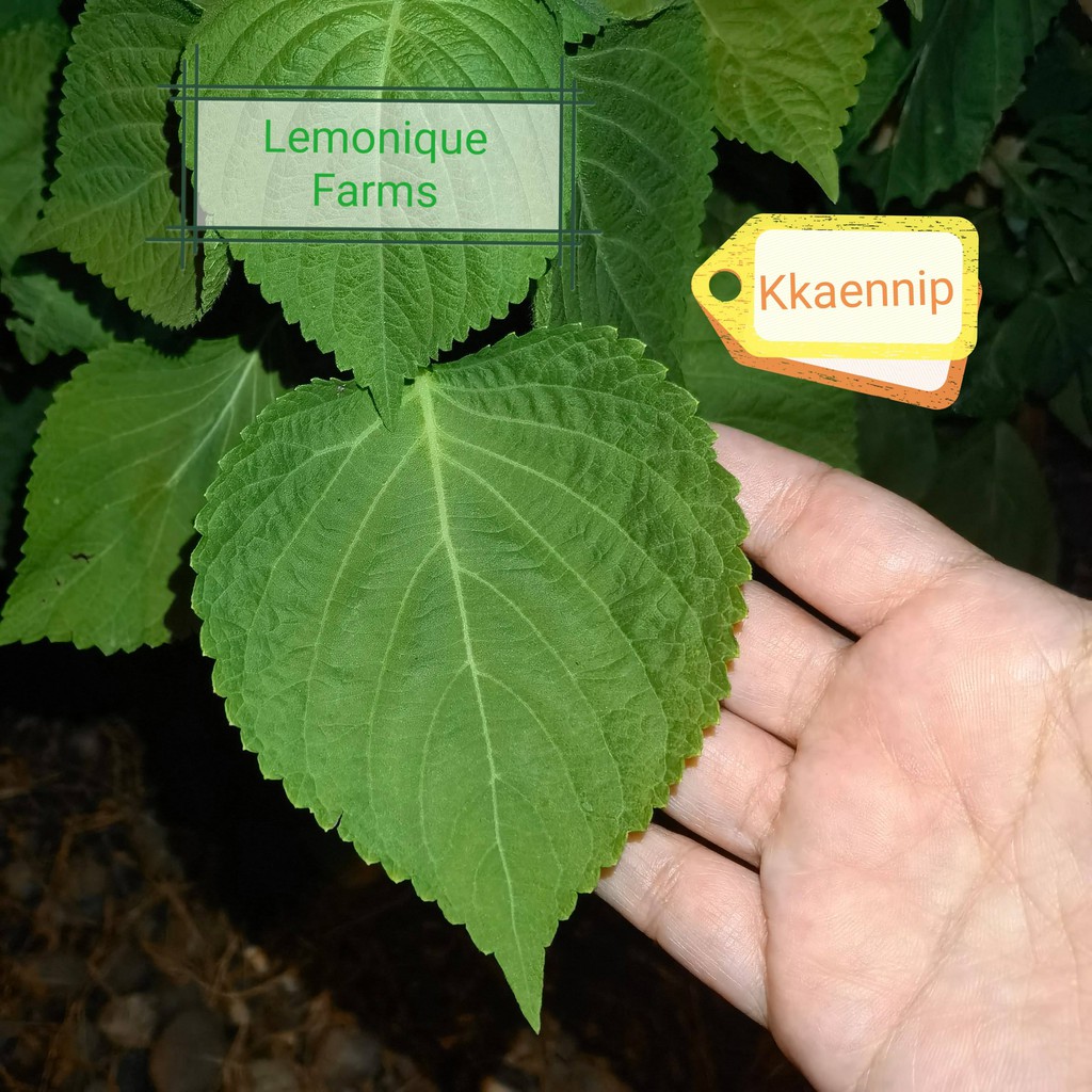 Authentic Korean Kkaennip seeds | Kkaennip Perilla Seeds | Korean ...