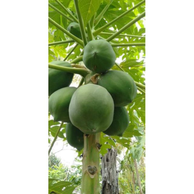 Philippine Papaya Plant