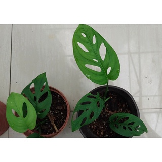 Monstera acuminata ( Monstera Guatemala ) | Shopee Philippines