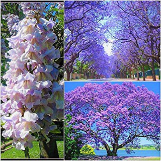 paulownia empress tomentosa bonsai plant tree seeds | Shopee Philippines