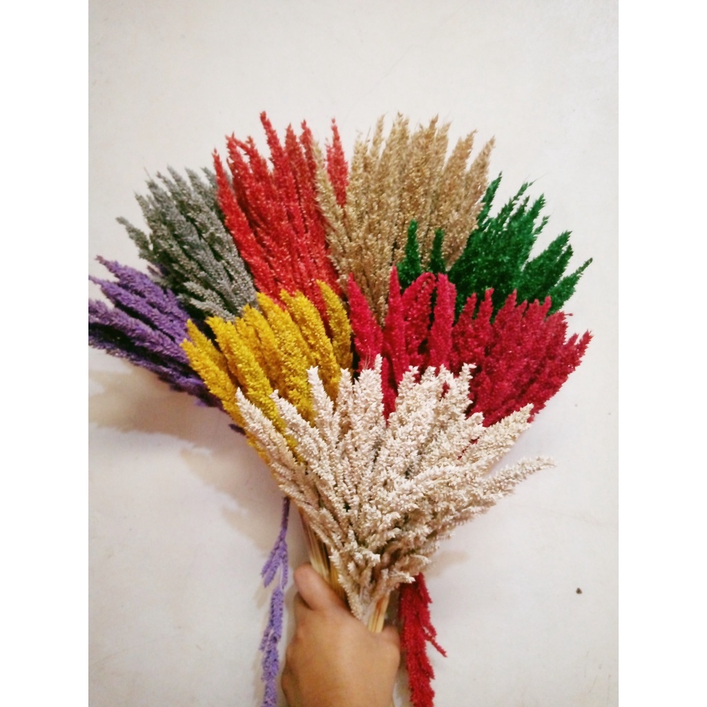 Trigo grass per bundle (₱40 per bundle) | Shopee Philippines
