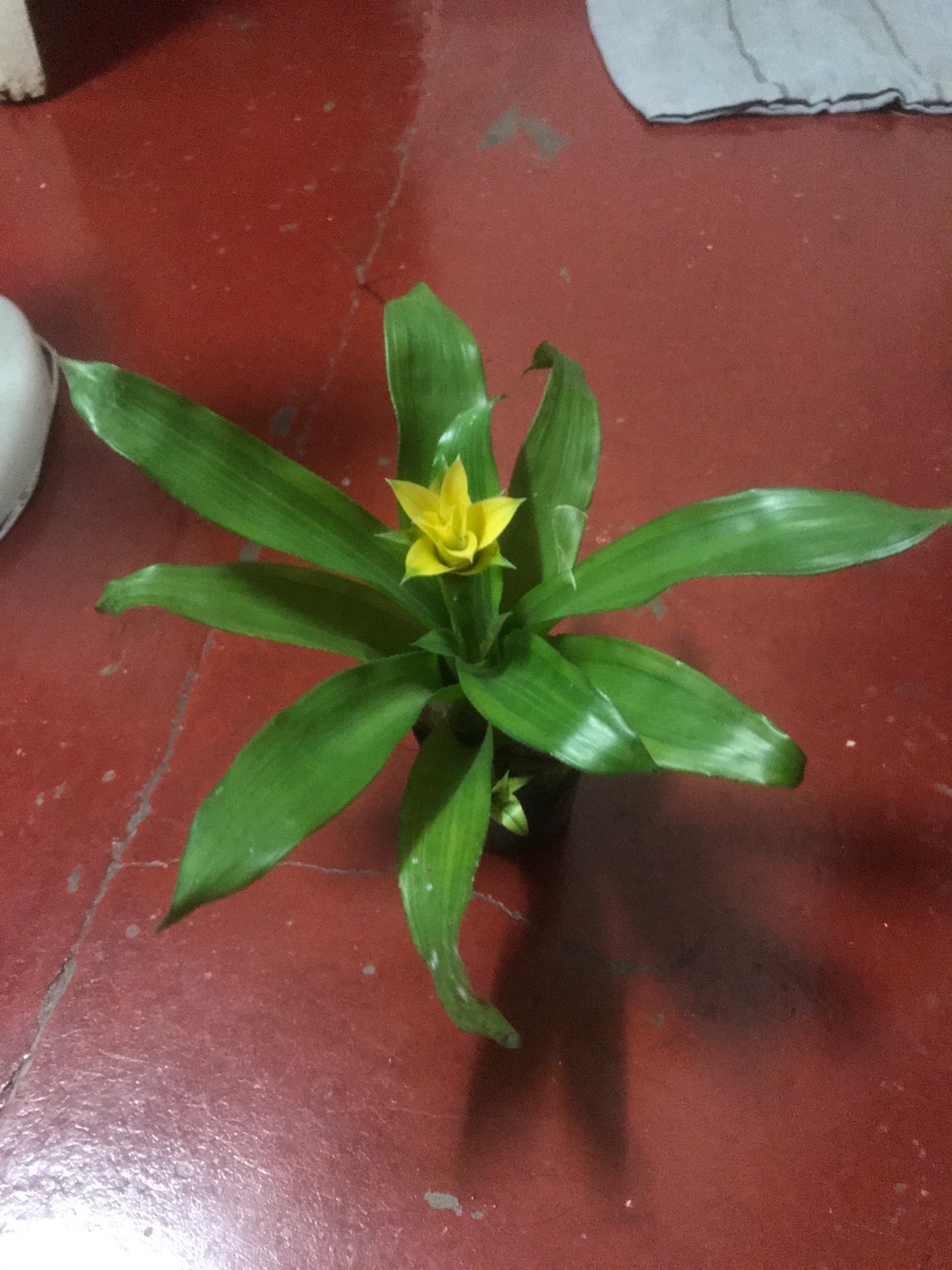 Vriesea Live Plant Mini Bromeliad Small Plant Only | Shopee Philippines