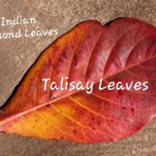 Talisay Leaves Mantalisay Leaves Indian Almond Leaves Dahon ng Talisay ...