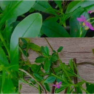 Talilong/Talinum Live Plant (Water Leaf) - 5 pcs stem with roots ...