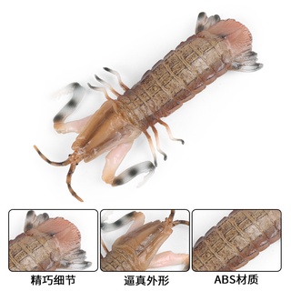 Simulation Solid Marine Life Animal Model Pipi Shrimp Mantis Shrimp ...
