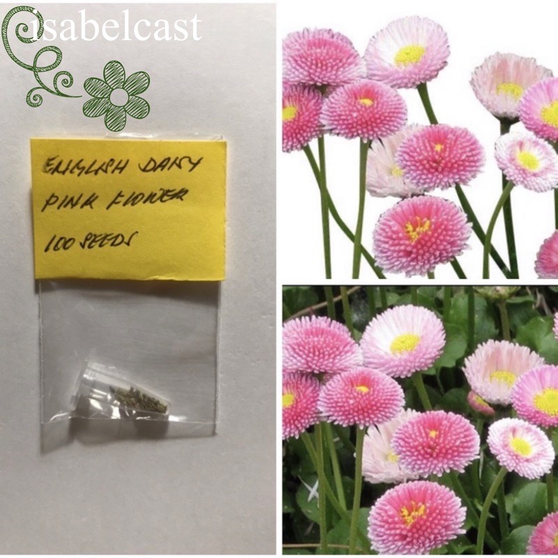 English Daisy Pink Flower Seeds | Shopee Philippines