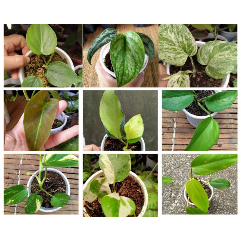 pothos & philo varieties | Shopee Philippines