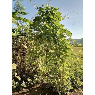 Bataw Seeds green Variety 10 seeds/pack | Shopee Philippines