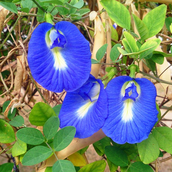 Blue Ternatea Seed - Clitoria Ternatea Seeds | Shopee Philippines