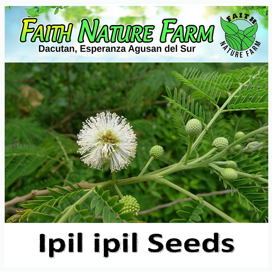 Ipil Ipil Seeds ( approx 50 seeds ) Leucaena Leucocephala | Shopee ...