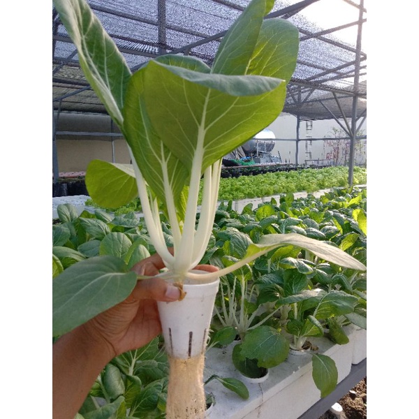 Pechay (Pavito pechay 10grams) | Shopee Philippines