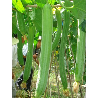 Patola Smooth Seeds - Vegetable Seeds | Shopee Philippines