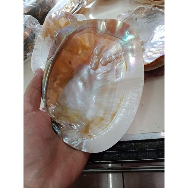 abalone shell natural shell | Shopee Philippines