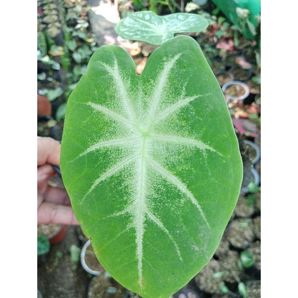 Available live plants for sale (Caladium Fancy Aaron) | Shopee Philippines