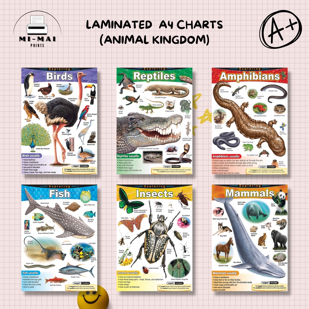 Laminated Educational A4 CHART FOR KIDS (Animal Kingdom) / MI-MAI ...