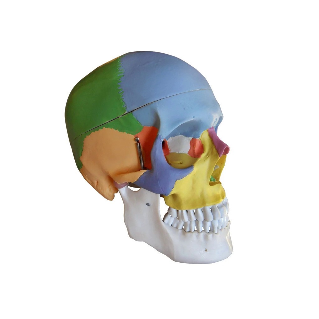 Skull model standard medical art bone anatomy oral teaching ...
