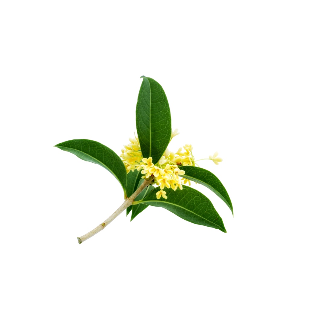 Osmanthus Essential Oil | Benscents Osmanthus Essential Oil | Benscents