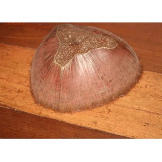BUNOT/FLOOR POLISHER FROM COCONUT HUSK/PANGLAMPASO/ | Shopee Philippines