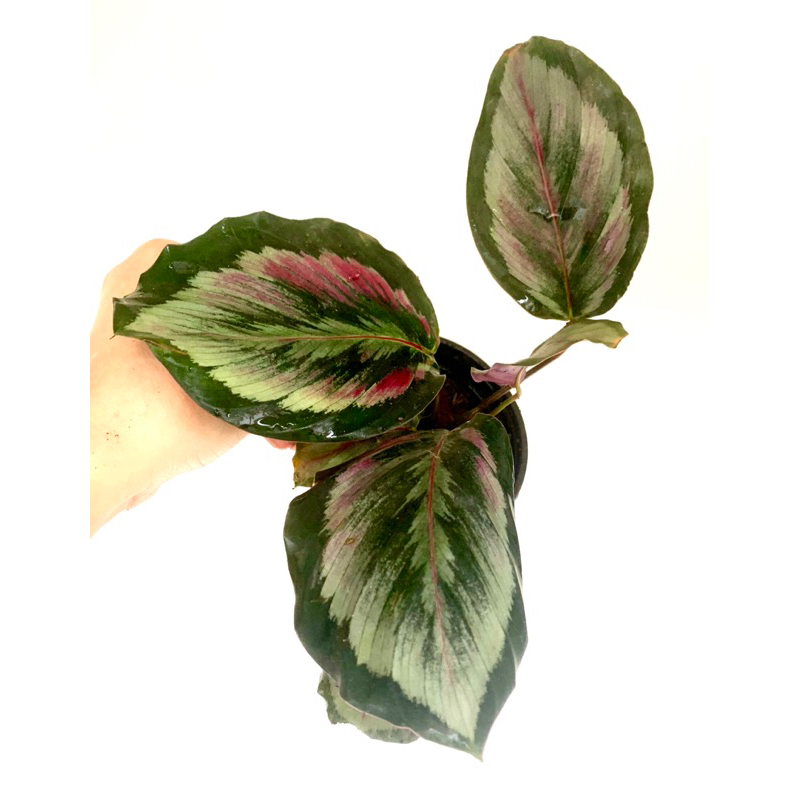 Calathea Maria Small to Medium | Shopee Philippines