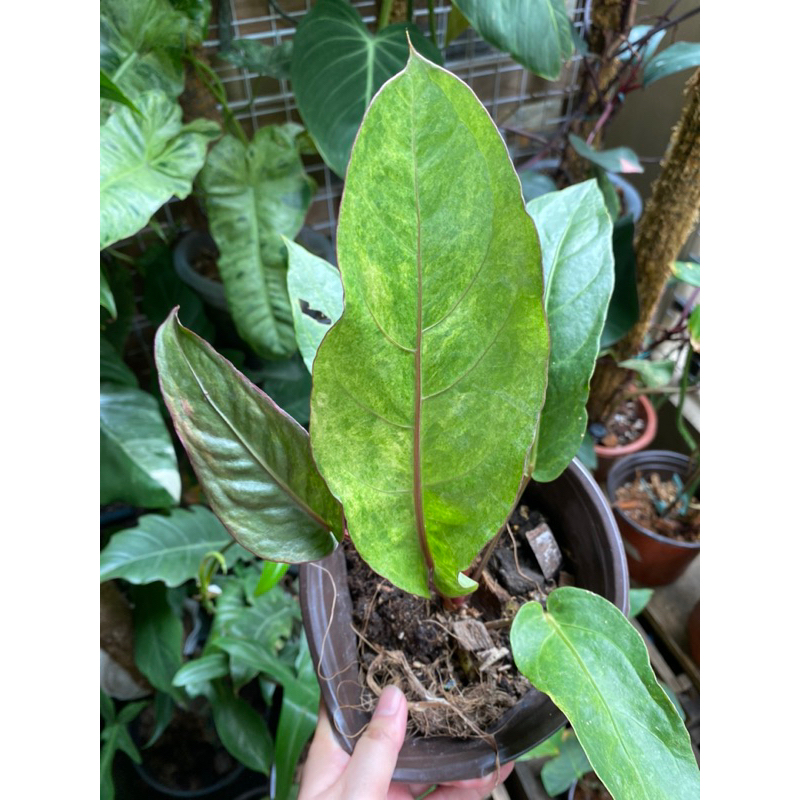 Anthurium Foliage variegated/tri-color /big /actual plant/rare | Shopee Philippines
