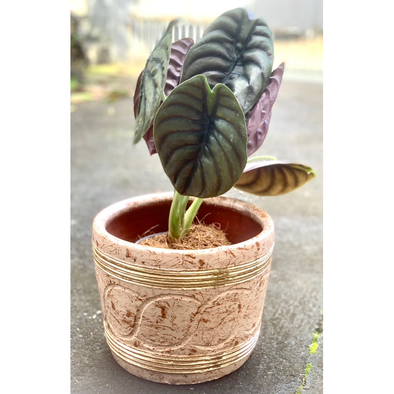 Clay Pots for Plants | Shopee Philippines