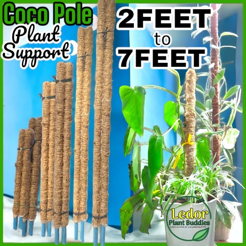 Ledor Plant Buddies, Online Shop | Shopee Philippines