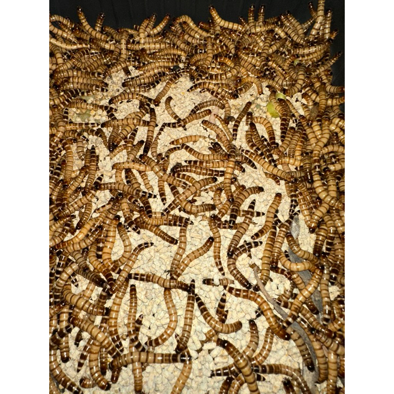 Superworms_Feeders_Laguna, Online Shop | Shopee Philippines