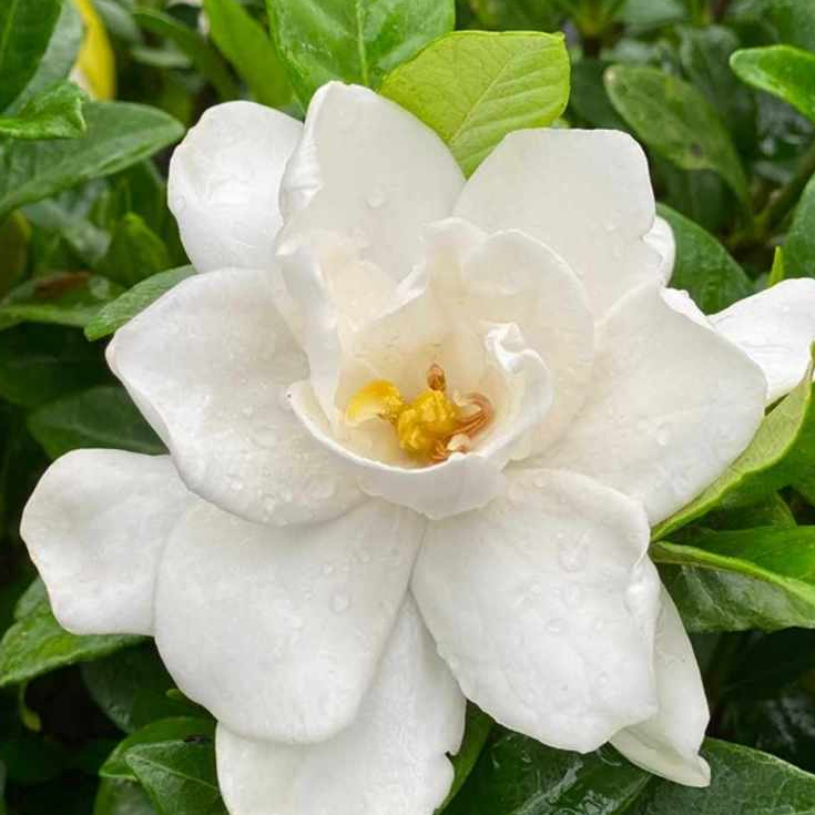 Rosal Flower Philippines