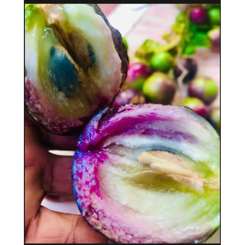 Fruit Star Apple Philippines Stamp: Star Apple (Chrysophyllum Cainito)