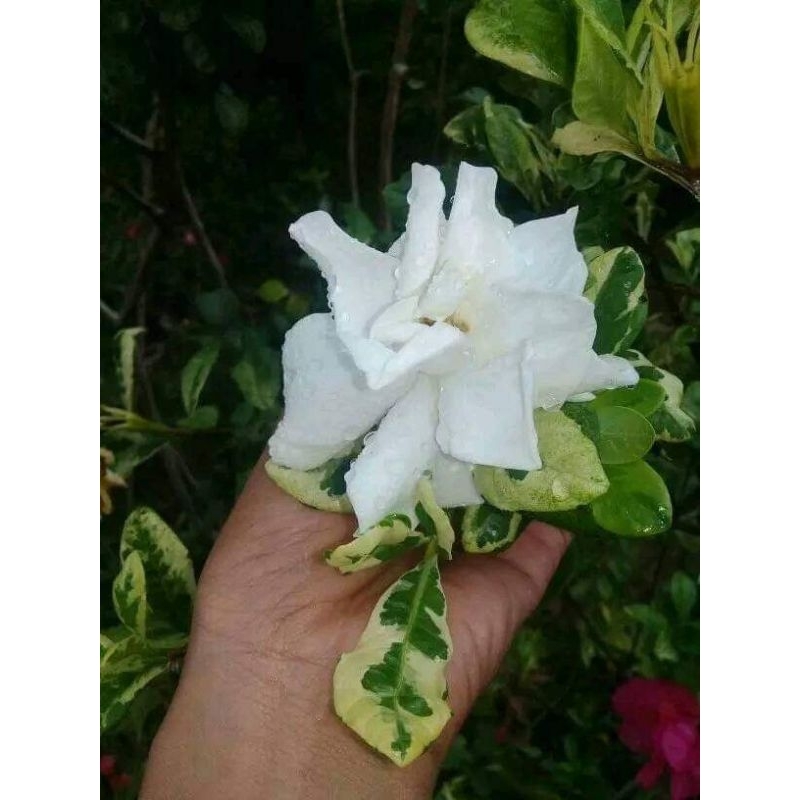 Rosal Flower Philippines