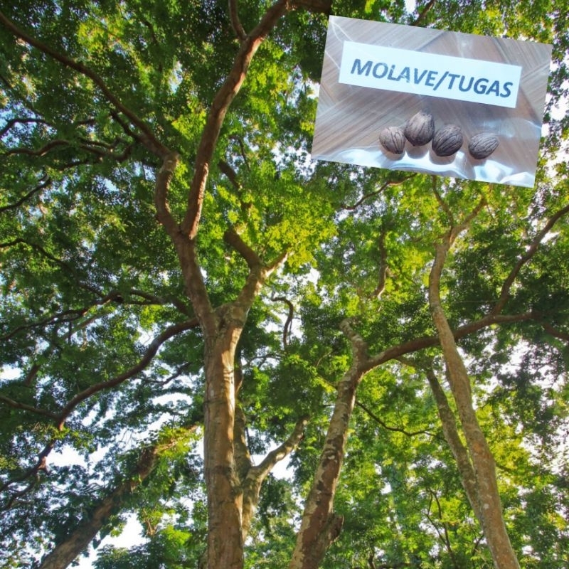 Molave Tree Philippines
