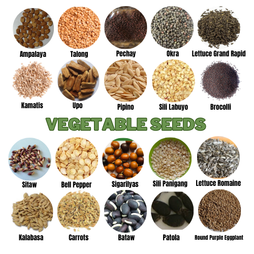 Philippine Vegetable Plants Seed Amazon.com : For 2025 Asian Bitter