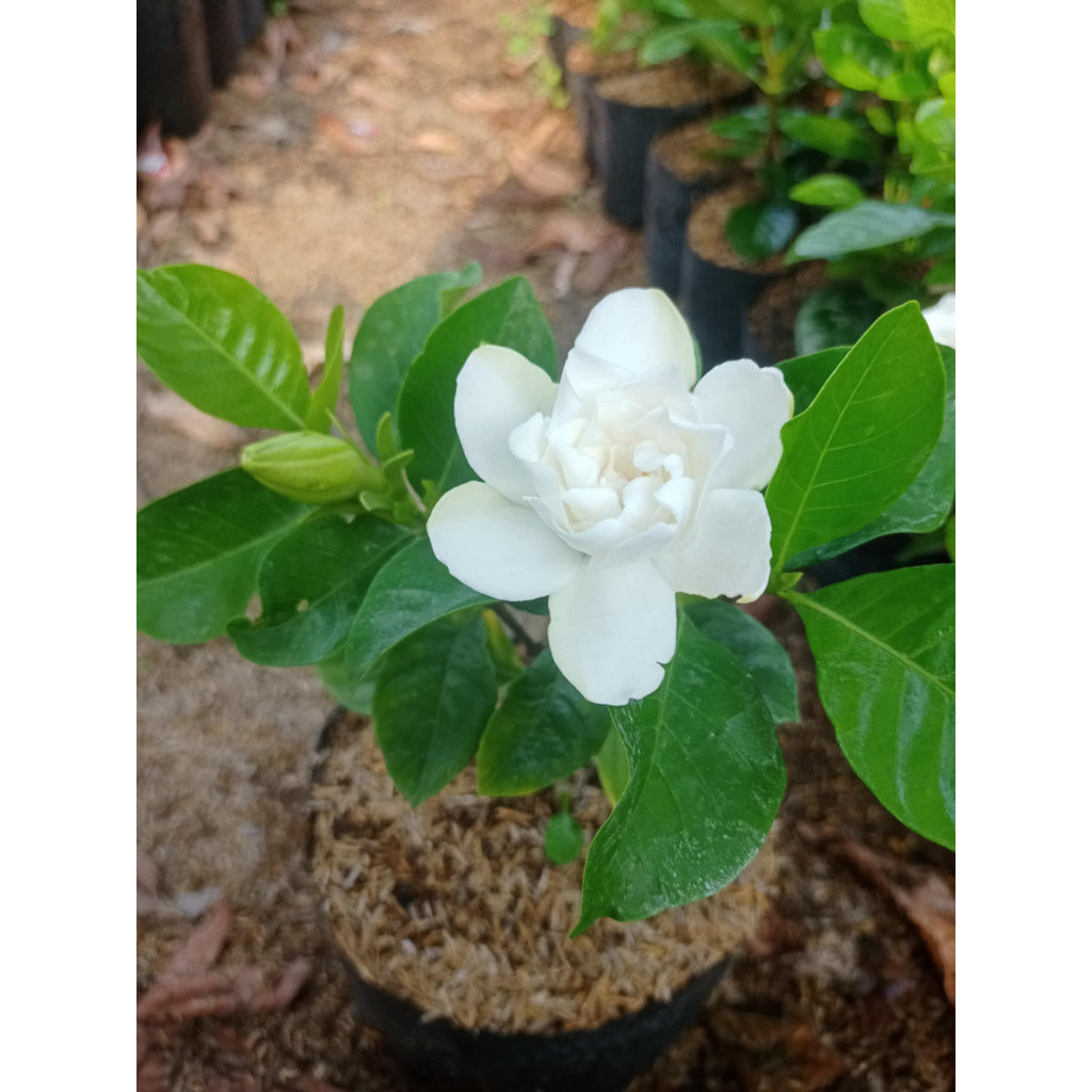 Rosal Flower Philippines