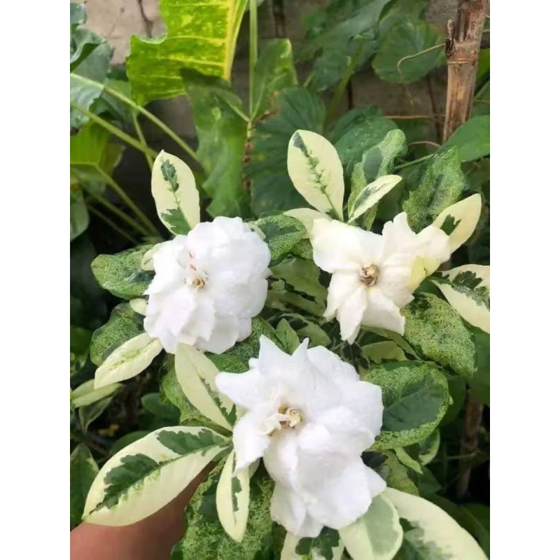 Rosal Flower Philippines