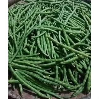 Native Sitaw Na turo Seed/ Ilocano for planting/ New harvest | Shopee ...