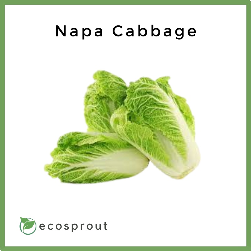 Fresh Napa Cabbage | Head Fresh Vegetables | Fresh Fruits | Groceries ...