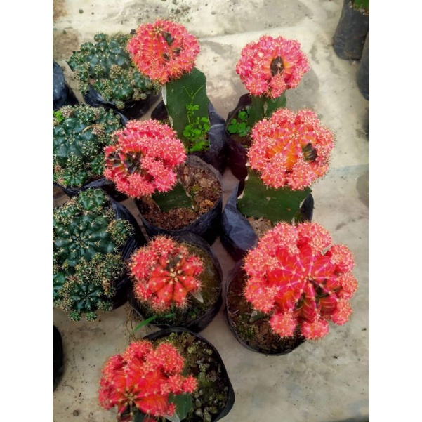 Grafted Gymno Variegated (Rare and Collectible Cactus) | Shopee Philippines