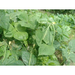 Native Sitaw Na turo Seed/ Ilocano for planting/ New harvest | Shopee ...