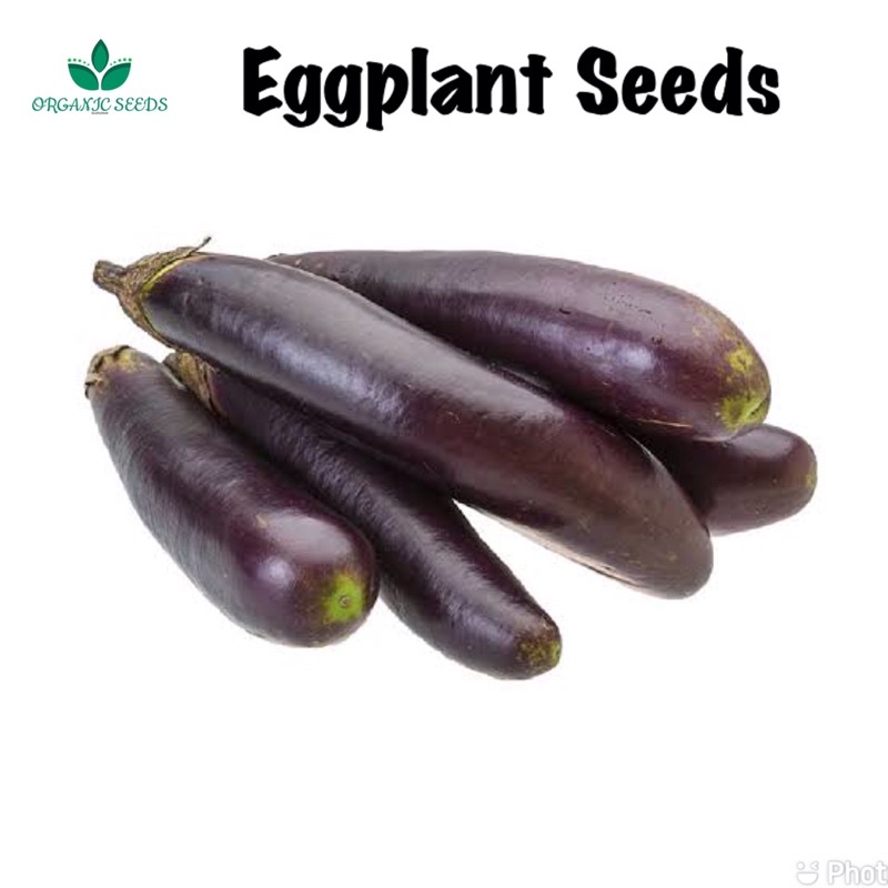 Talong Haba Hybrid (15pcs seeds) | Shopee Philippines