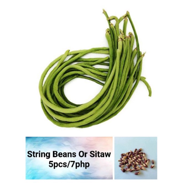 String Beans "Sitaw" Seeds (5pcs) | Shopee Philippines
